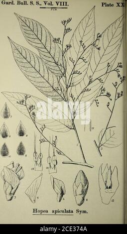 . The Gardens' bulletin; Straits Settlements . Hopea semicuneata, Sym ...