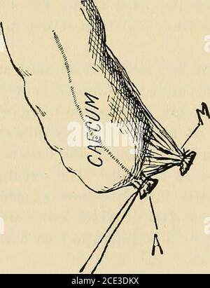 Operative surgery, for students and practitioners . ^^ cutting between ...