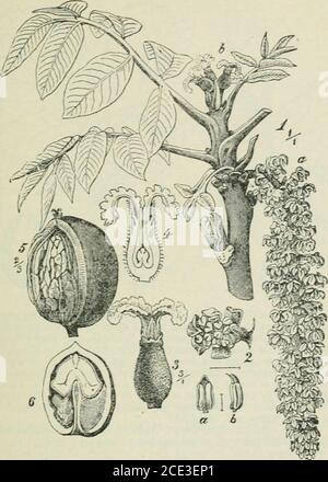 Ripe large chestnut nuts in prickly shell are scattered on light wooden ...