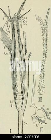 . Plants and their uses; an introduction to botany . f them are not yet ...