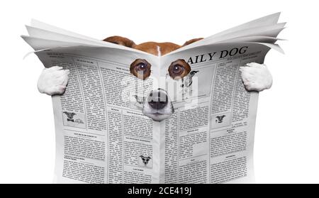 spy dog reading a newspaper Stock Photo - Alamy
