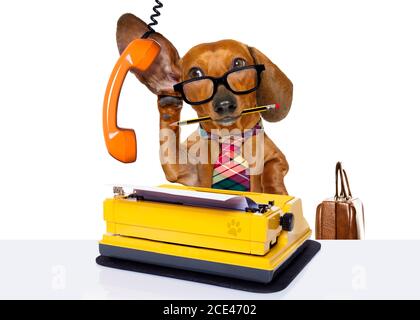 office worker boss dog Stock Photo - Alamy