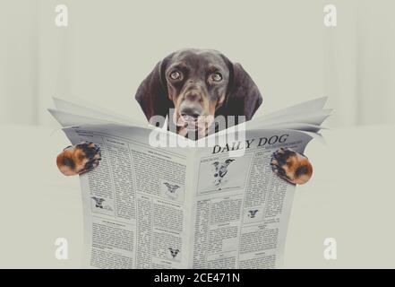 dog reading newspaper Stock Photo - Alamy