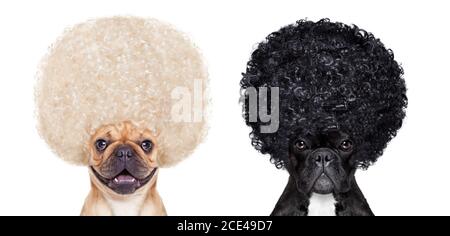 good and bad dogs Stock Photo - Alamy