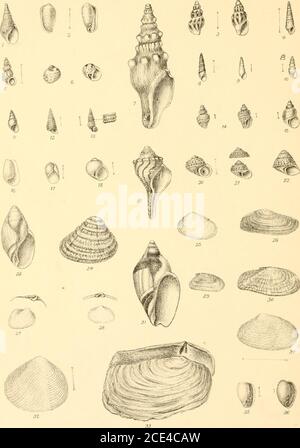 Appendix to Marine Shells of South Africa, London, Sowerby, 1897 ...