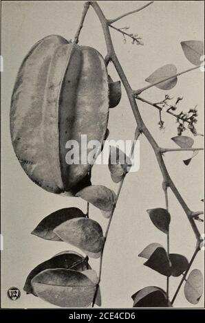 tung tree Aleurites fordii leaves and fruit China Woodoil tree Stock ...