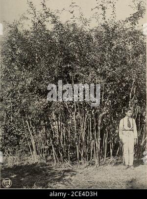 . Plant inventory; plant material introduced . The Barajillo, a New ...