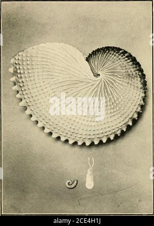 Beautiful, shells, of, New Zealand, Auckland, Collins Bros, 1908, New ...