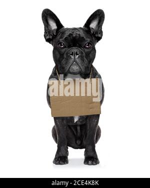 lost,homeless pug dog with cardboard hanging around neck, isolated on ...