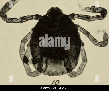 . The life history and bionomics of some North American ticks . a. The ...