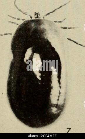 . The life history and bionomics of some North American ticks . a. The ...