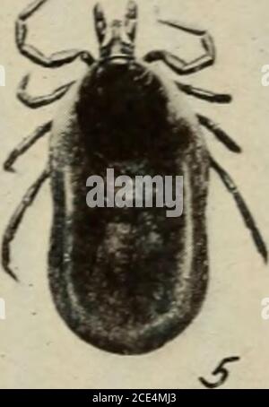 . The life history and bionomics of some North American ticks . a. The ...