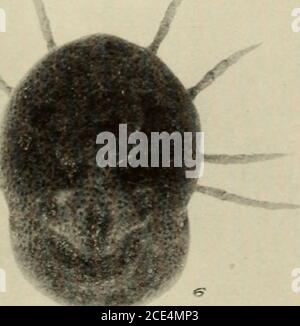 . The life history and bionomics of some North American ticks . a. The ...
