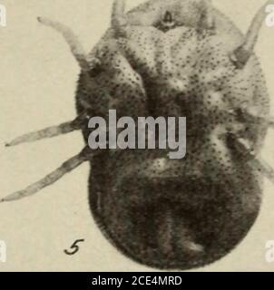 . The life history and bionomics of some North American ticks . a. The ...