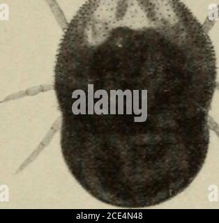 . The life history and bionomics of some North American ticks . a. The ...