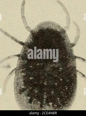 . The life history and bionomics of some North American ticks . a. The ...