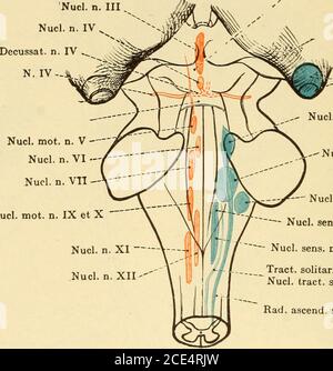 . Diseases of the nervous system . medialis - Nucleus olivaris inferior ...