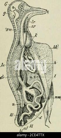 . Beginners zoology. Zoology. BIRDS 163 The Internal Organs, or Viscera ...