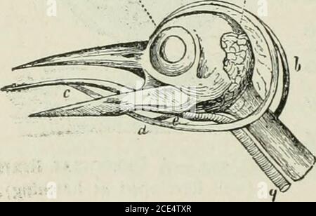 Beginners' zoology . Fig. 303. — Head of Woodpecker. Cf tongue; a, b, d ...