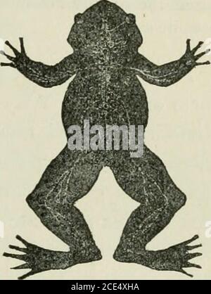 . Beginners zoology. Zoology. Fig. 259.— Brain of Frog. Fig. 260 ...