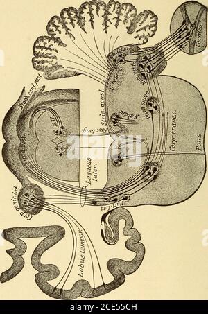 Diseases of the nervous system .. . Nucleus funiculi gracilisNucleus ...