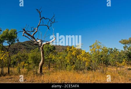 Eucalyptus trees and bushland in golden hour, on the Whistlepipe Gully ...