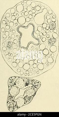 . The American journal of anatomy . Figure 12 Figure 13 Figs. 12 to 15 ...
