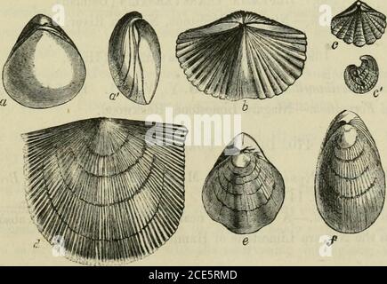 Pentamerus oblongus (Sowerby Stock Photo - Alamy