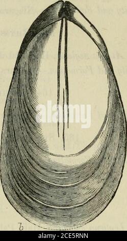 Pentamerus oblongus (Sowerby Stock Photo - Alamy