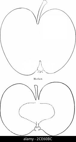 Small Conical Form Golden Yellow Lawson Cypress Tree Chamaecyparis ...