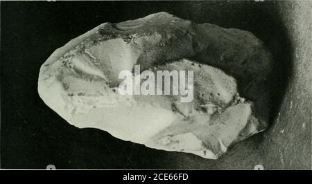 . Description of the test specimen of the rostro-carinate industry ...