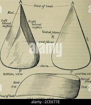 . Description of the test specimen of the rostro-carinate industry ...
