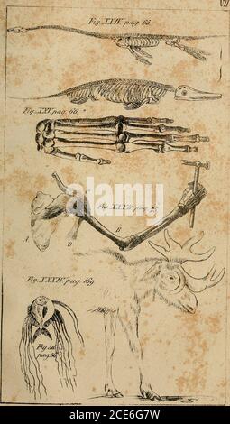 Die menschliche Hand und ihre Eigenschaften (1836) examines the anatomy ...