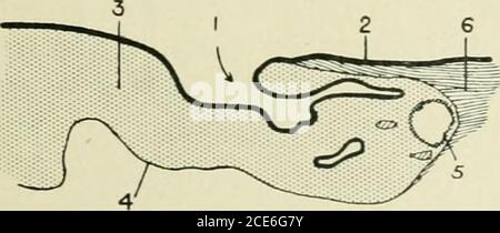 . Journal of anatomy . Fig. 3. — Longitudinal section through supra ...