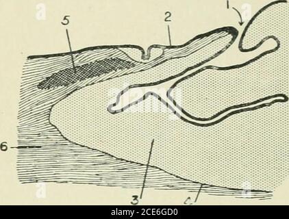 . Journal of anatomy . Fig. 2.—Longitudinal section through supraton ...