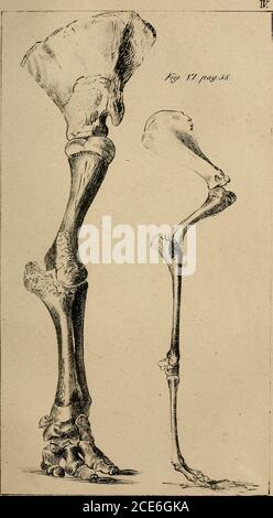 Die menschliche Hand und ihre Eigenschaften (1836) examines the anatomy ...