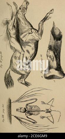 Die menschliche Hand und ihre Eigenschaften (1836) examines the anatomy ...