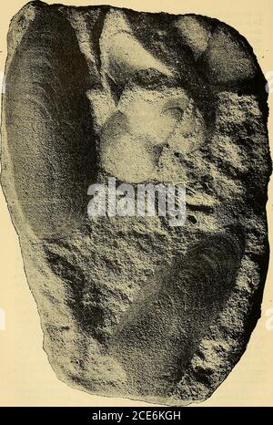 Figures of characteristic British fossils Stock Photo - Alamy