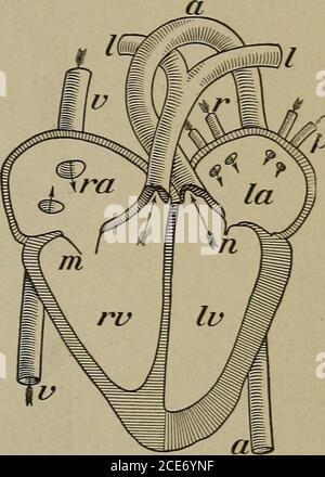 Diagram of the heart, lungs and windpipe Stock Photo - Alamy