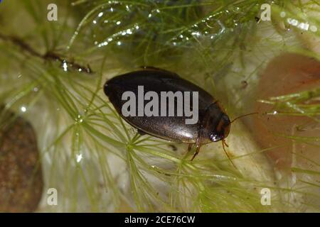 A predaceous diving beetle (Rhantus suturalis) in a pond. Family ...