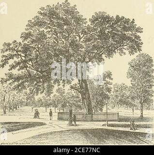 Old elm tree on Boston Common by John P. Heywood.; Old elm tree on ...