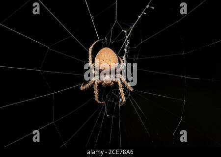 Female Neoscona punctigera, Isehara City, Kanagawa Prefecture, Japan ...