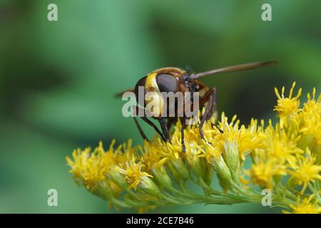 Hornet mimic hoverfly, Hornet Plumehorn (Volucella zonaria) on the ...