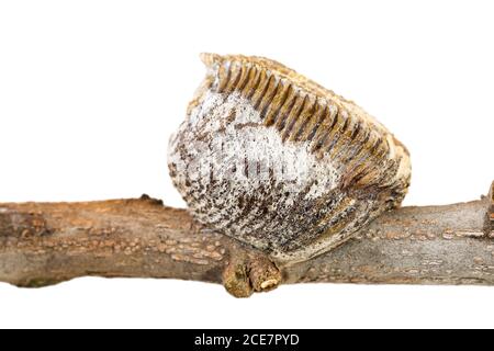 Praying mantis egg pod Stock Photo - Alamy