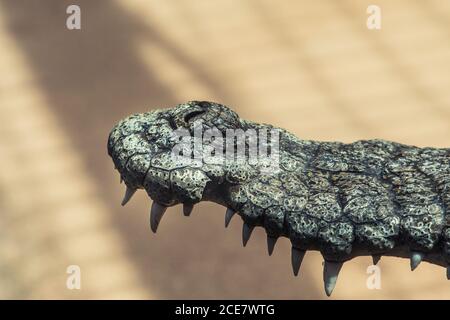 Closeup of open maw of American alligator with pointed teeth and closed ...
