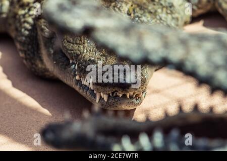 Closeup of open maw of American alligator with pointed teeth and closed ...