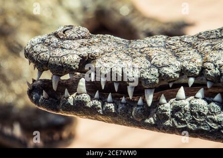 Closeup of open maw of American alligator with pointed teeth and closed ...