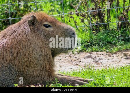 Closeup of a cute fluffy coypu animal eating a piece of apple in the ...