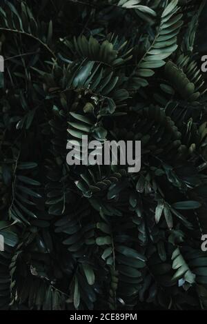 Top View of Lush Green Leaves Pattern, Beautiful Natural Botanical ...