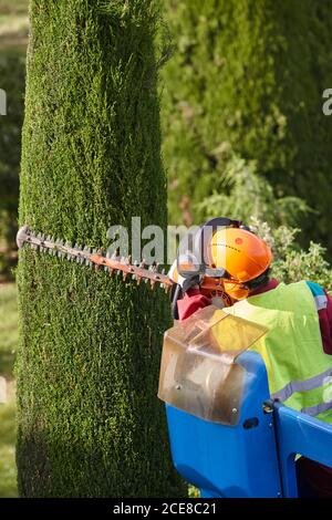 Gardener pruning a cypress on a crane. Seasonal trees maintenance Stock ...